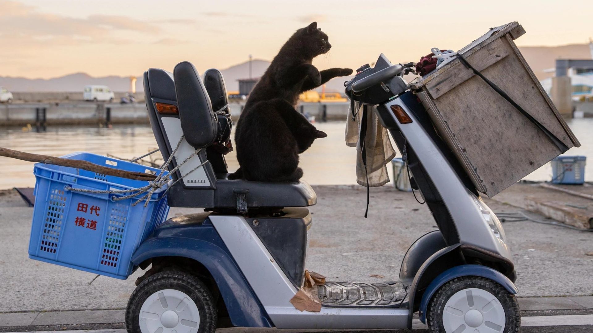 Οι γάτες και η χιουμοριστική φωτογραφική ματιά του Masayuki Oki.